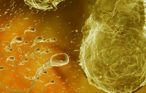 Introducción :: Reproducción y Población