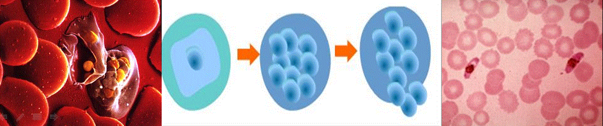 Introducción :: Reproducción y Población